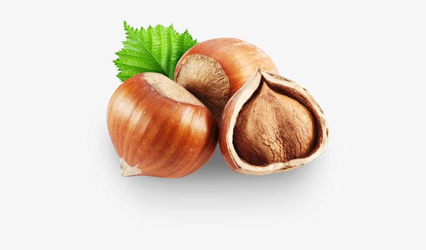 Chestnut, HD Png Download , Transparent Png Image - PNGitem