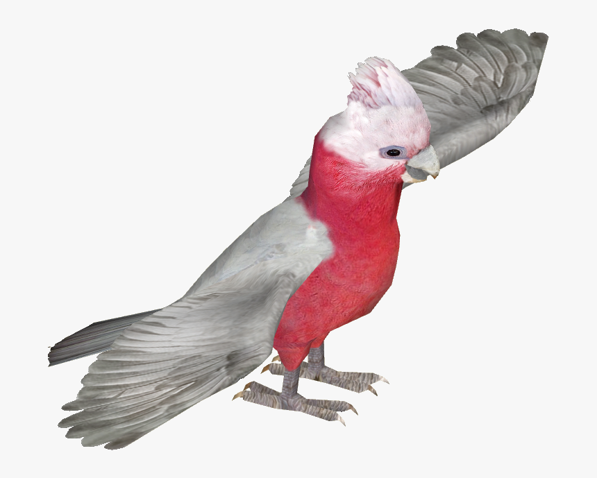 Thumb Image - Galah Transparent, HD Png Download , Transparent Png ...