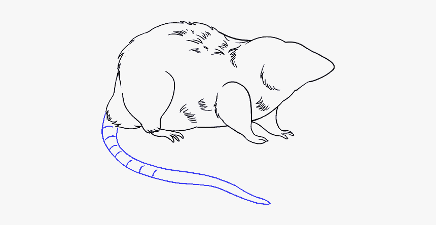 How To Draw Rat - Drawn Rat Drawing Png, Transparent Png , Transparent ...