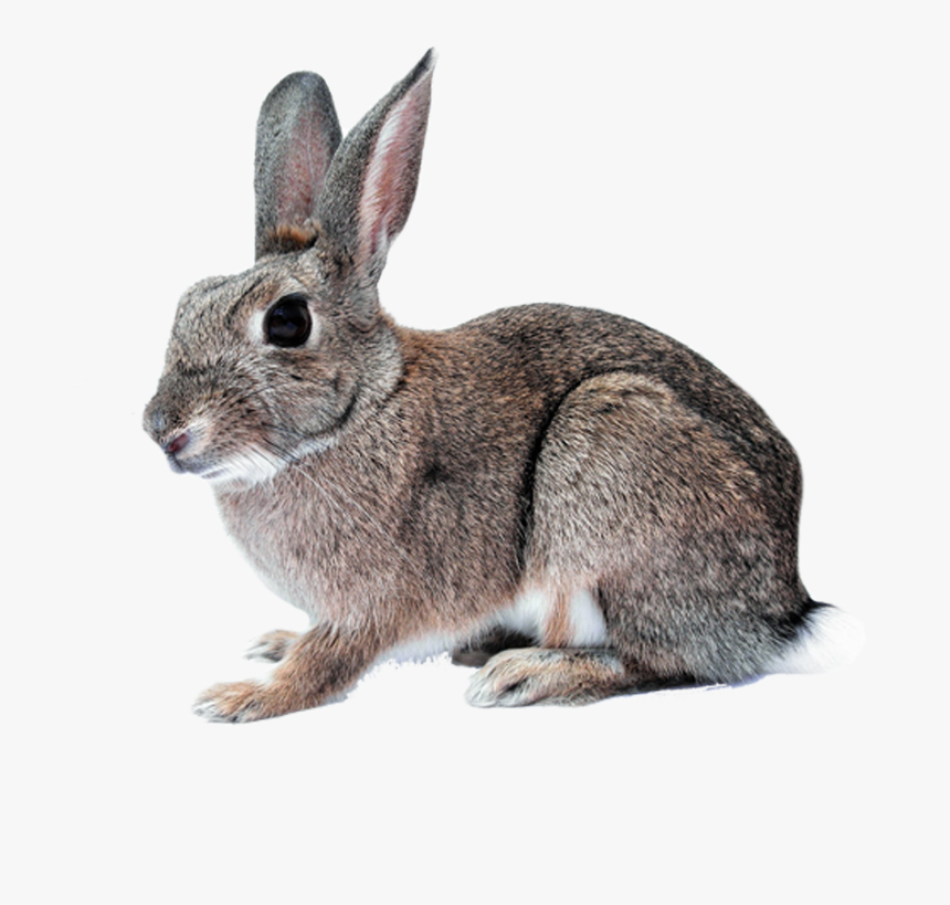 Hare Png Picture - Rabbit With Clear Background, Transparent Png ...