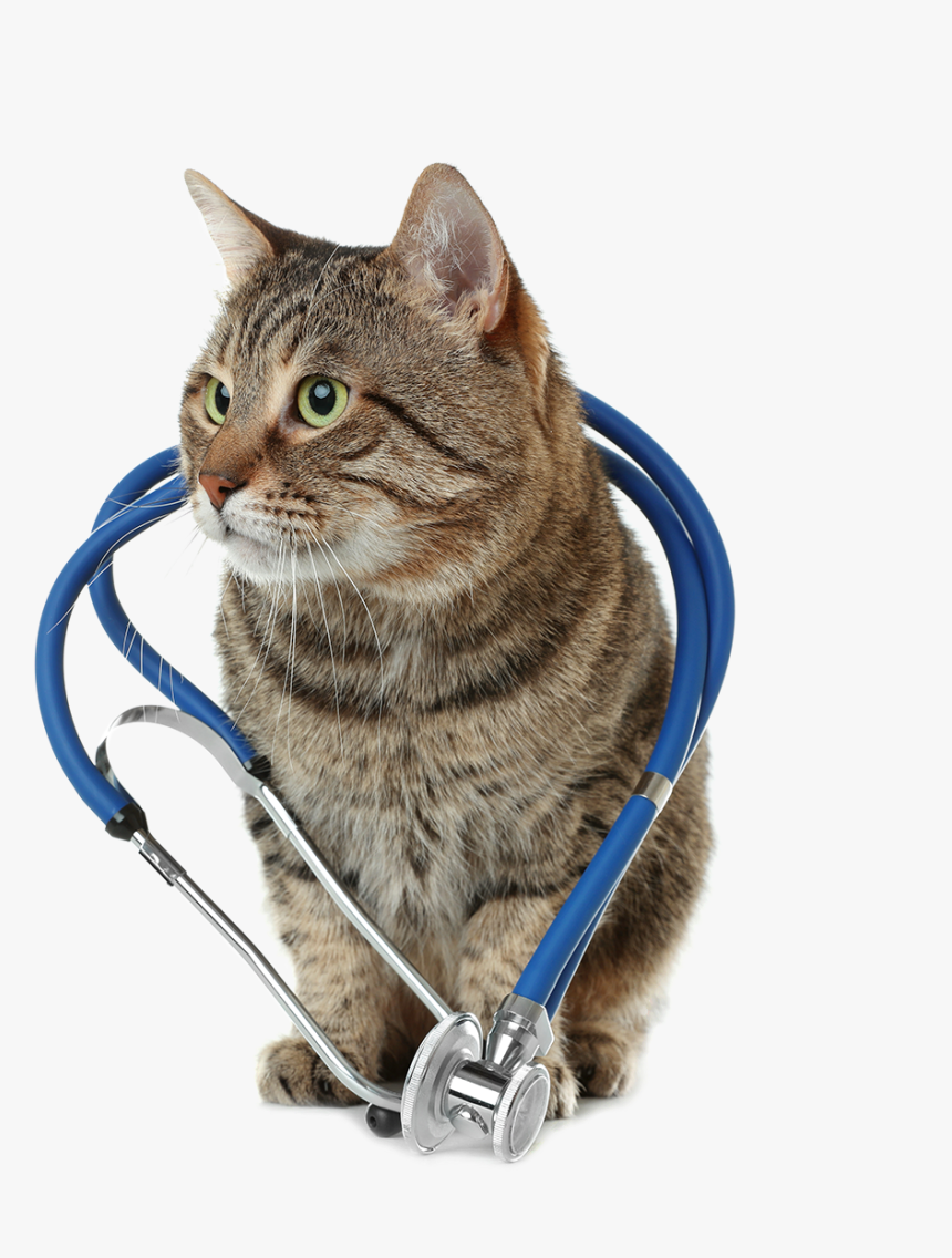 Tabby Cat Png, Transparent Png , Transparent Png Image - PNGitem