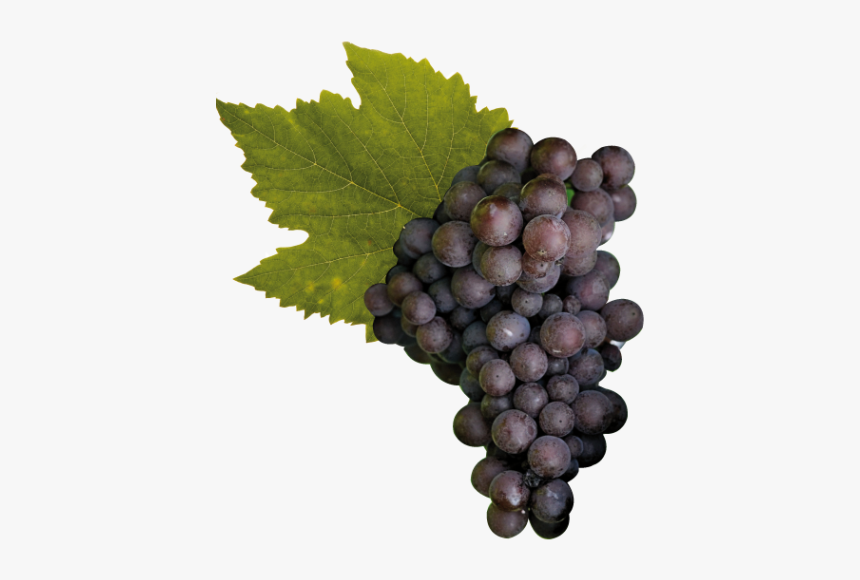 Pinot Grigio Grapes Transparent, HD Png Download , Transparent Png ...