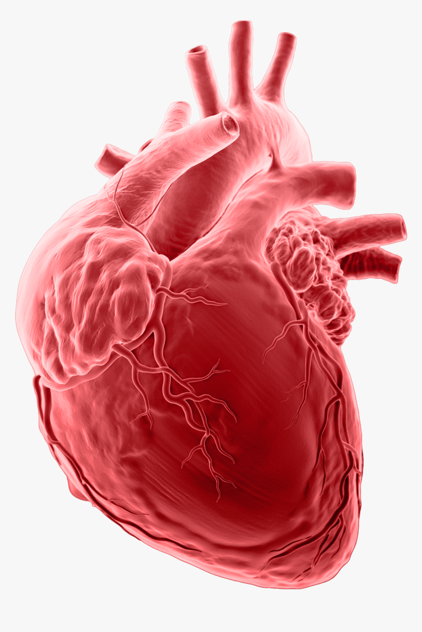 Collaborative Imaging Brain - Heart Attacks, HD Png Download ...