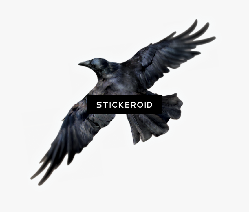 Common Raven Birds - Transparent Background Raven Icons, HD Png ...