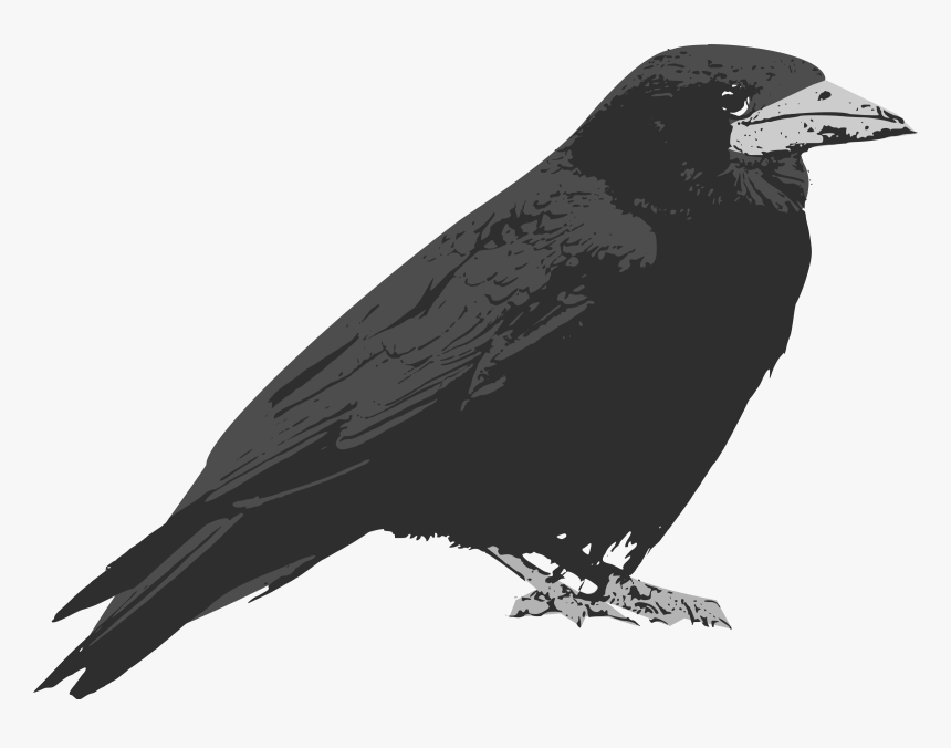Raven Bird Vector Clip Art - Raven Bird Cartoon, HD Png Download ...