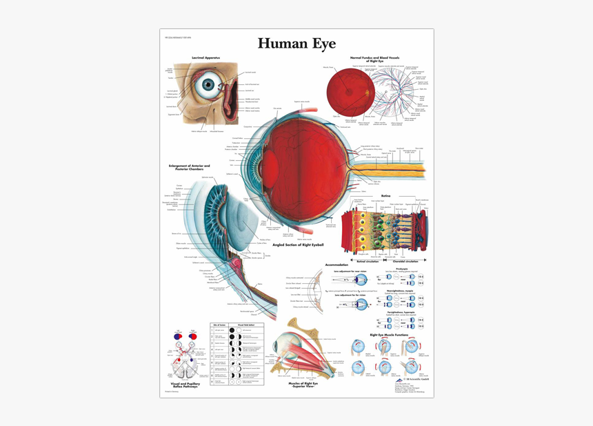 Anatomical Chart - Human Eye - Anatomy Of Eye Poster, HD Png Download ...