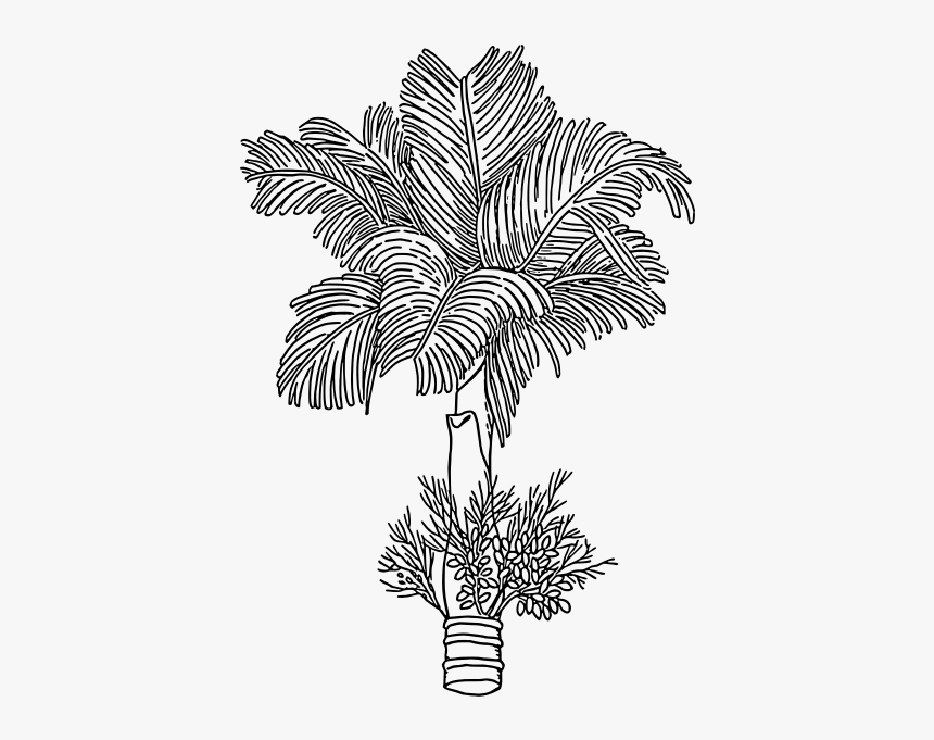 Betel - Areca Nut Tree Clipart, HD Png Download , Transparent Png Image ...