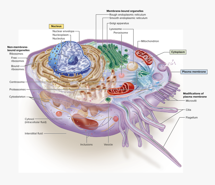 Structure Of Prototypical Human Cell, HD Png Download , Transparent Png ...