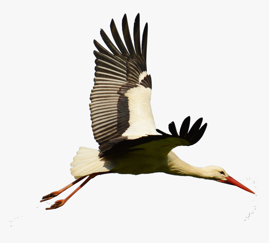 Goose Transparent Stork - White Stork Flying Png, Png Download ...