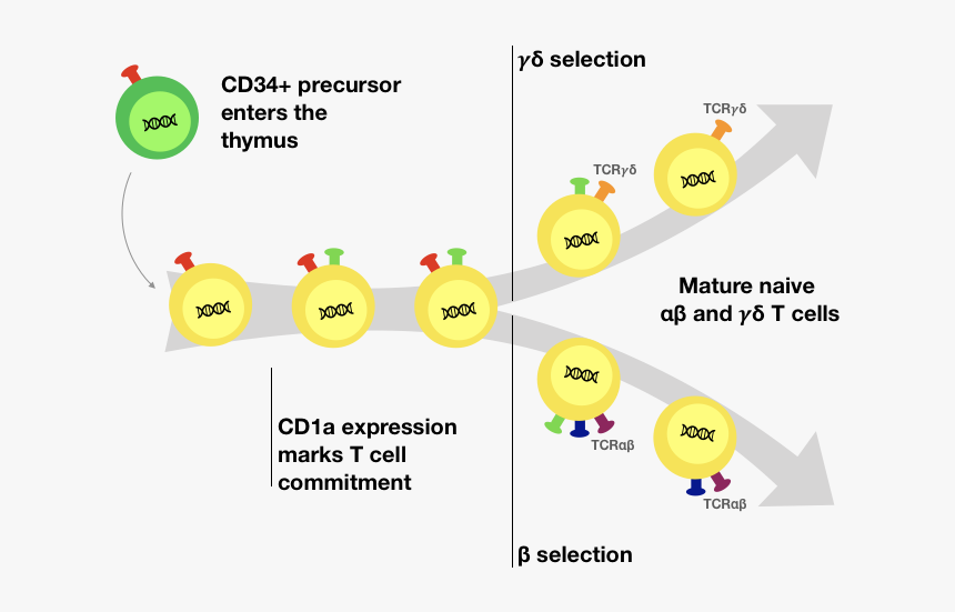 Human T Cell Development, HD Png Download , Transparent Png Image - PNGitem