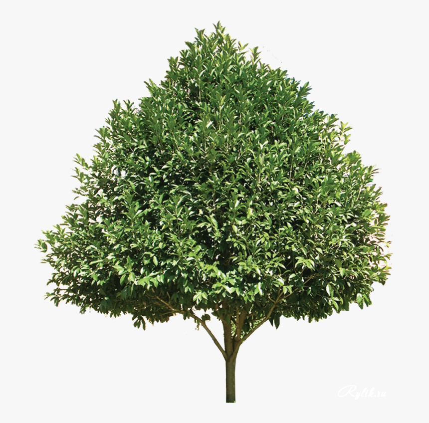 5 Png, The Trees In The Garden, Oo-36 - Sweet Gum Tree Png, Transparent ...