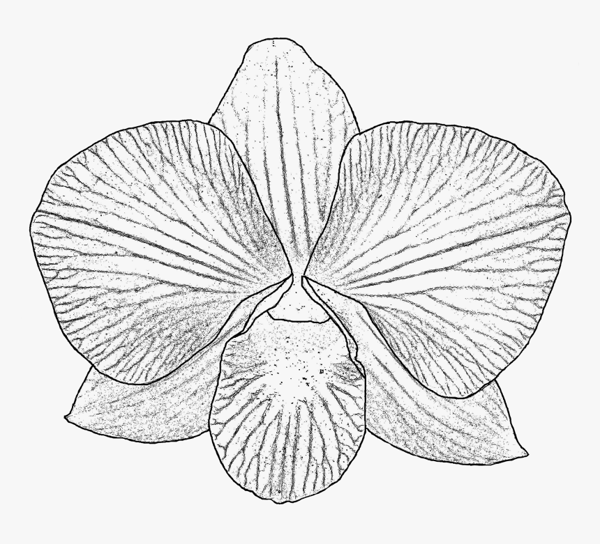 Collection Of Drawing - Orchid Png White And Black, Transparent Png ...