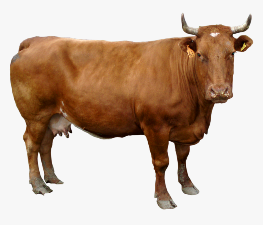 Cow Transparent, HD Png Download , Transparent Png Image - PNGitem
