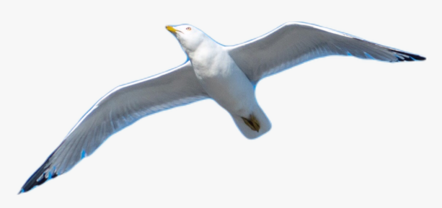 Transparent Seagull Flying Png - European Herring Gull, Png Download , Transparent Png Image ...