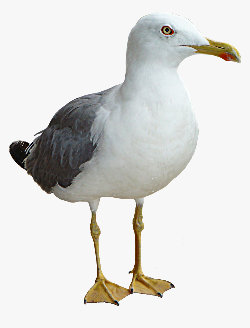 Seagul Png - Seagull Png Transparent, Png Download , Transparent Png Image - PNGitem