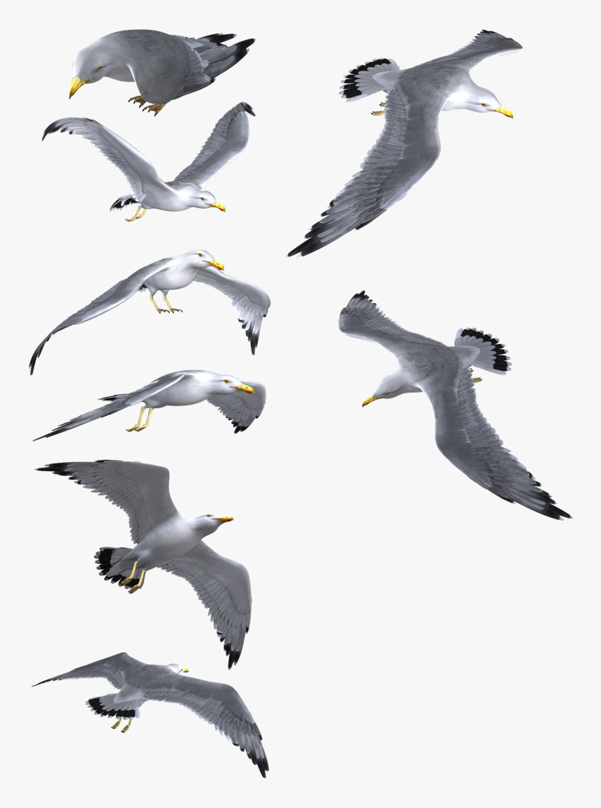 Flying Seagull Png