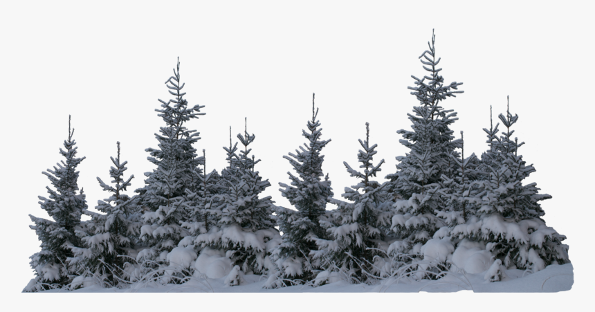 Transparent Snow Tree Png, Png Download , Transparent Png Image - PNGitem