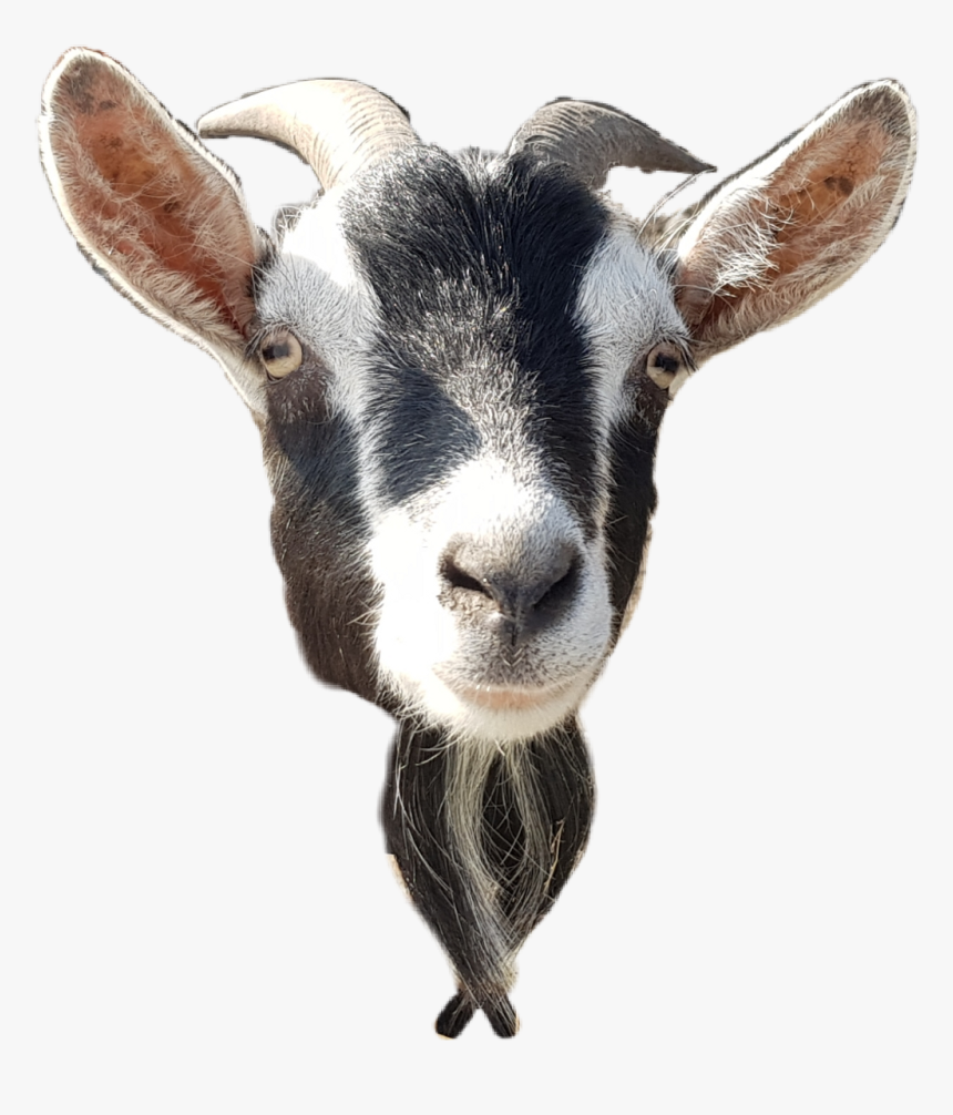 Goat Head Png, Transparent Png , Transparent Png Image - PNGitem