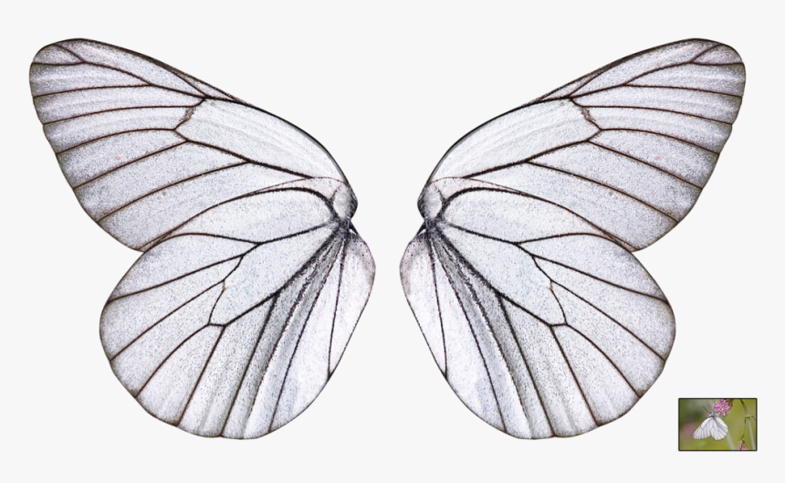 Butterfly Wings Png - Transparent Background Transparent Butterfly Wing ...
