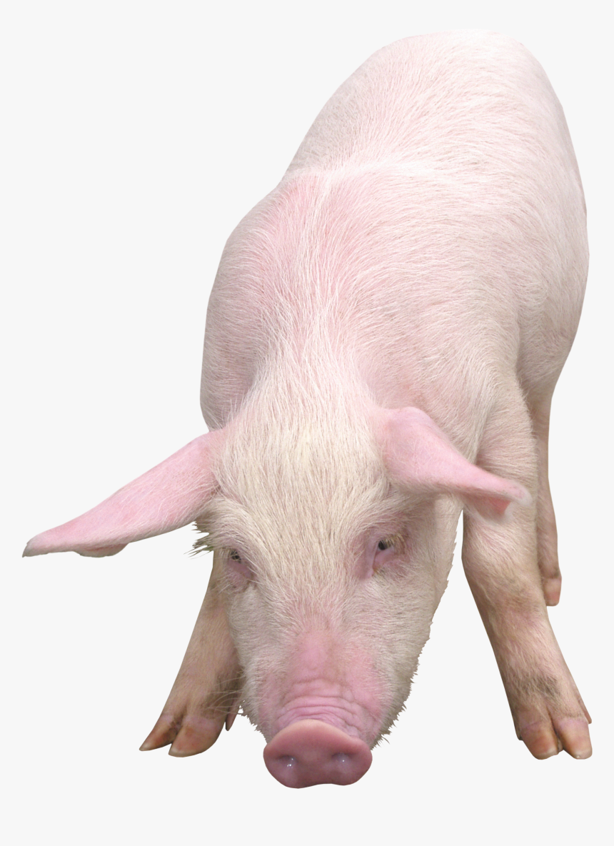 Pig Png, Transparent Png , Transparent Png Image - PNGitem