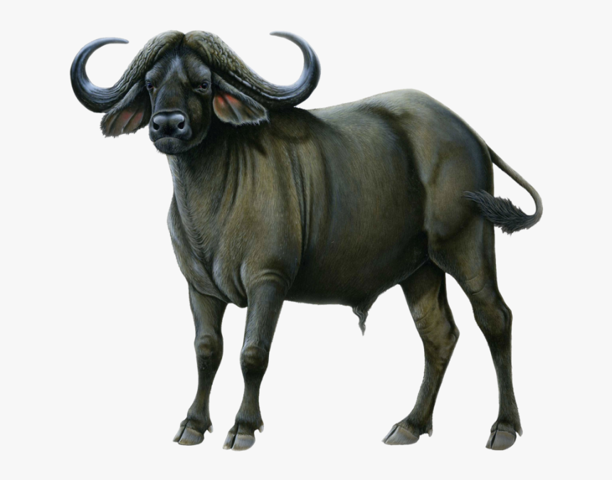 Native American Buffalo Clipart Png