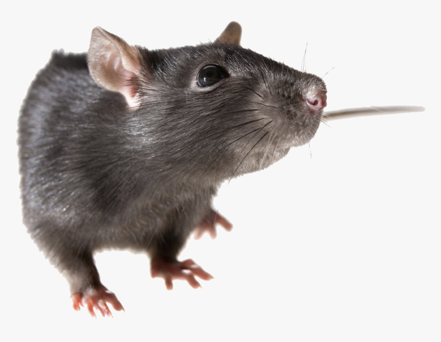 Download Rat Png Pic - Png Rat, Transparent Png , Transparent Png Image ...