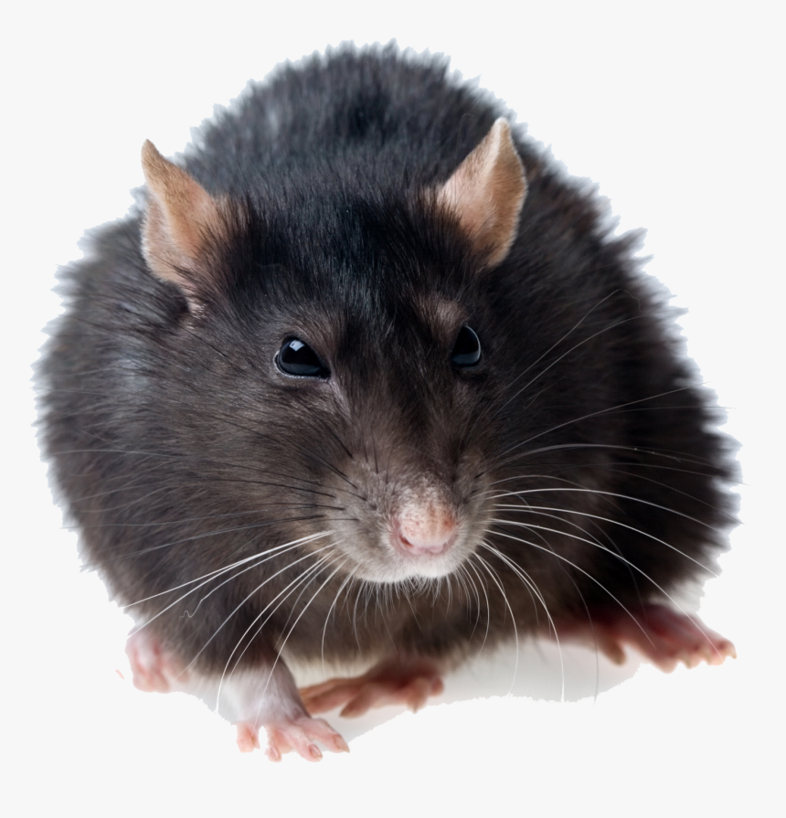 Download Rat Png Photos - Rat Png Transparent, Png Download ...