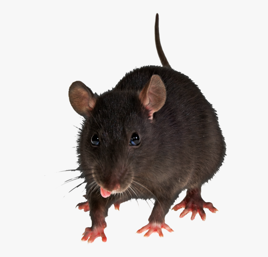 Mouse, Rat Png Image - Animal Mouse Background Transparent, Png ...