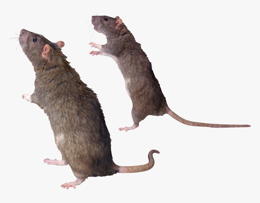 Mouse, Rat Png Image - Rat Photoshop, Transparent Png , Transparent Png ...