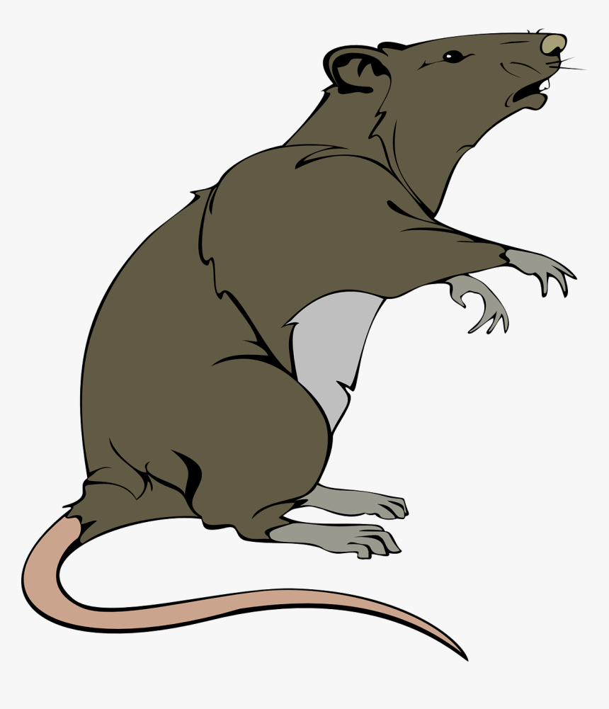 Rat Clipart Png, Transparent Png , Transparent Png Image - PNGitem