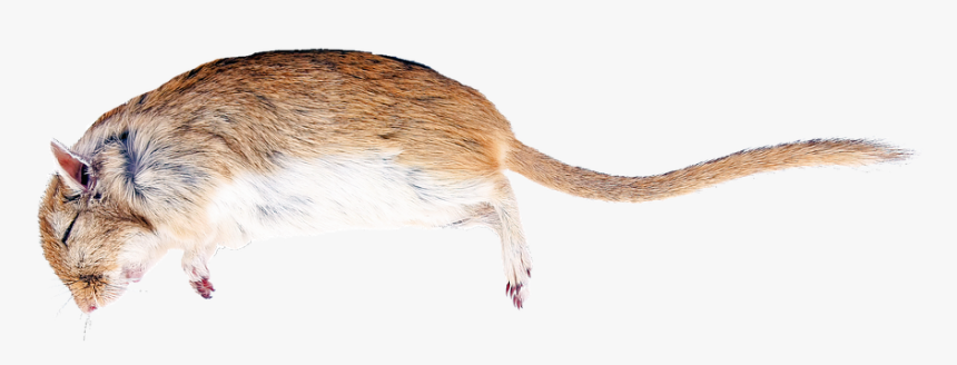 Rat, Death, Creature, Nature, Die, Mammal - Dead Mouse Transparent ...