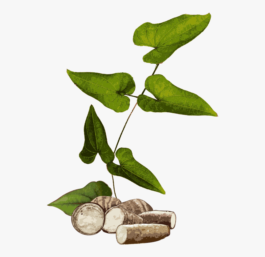 Yam Plant Png, Transparent Png , Transparent Png Image - PNGitem