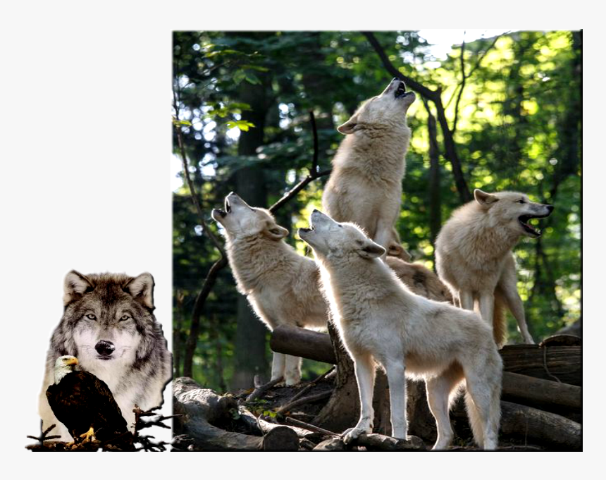 Transparent Wolf Howling Clipart - Wolf, HD Png Download , Transparent ...