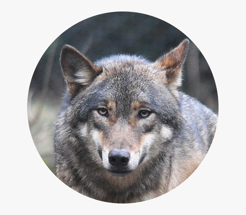 Mobile Diesel Technician Like A Lone Wolf - Transparent Background Wolf ...