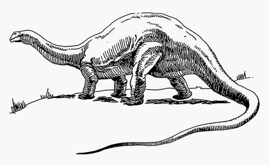 Brontosaurus Dinosaur Drawing, HD Png Download , Transparent Png Image ...