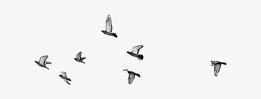 Birds Flying Drawing