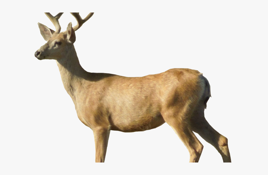 Deer Png Transparent Images - White Tailed Deer Png, Png Download ...