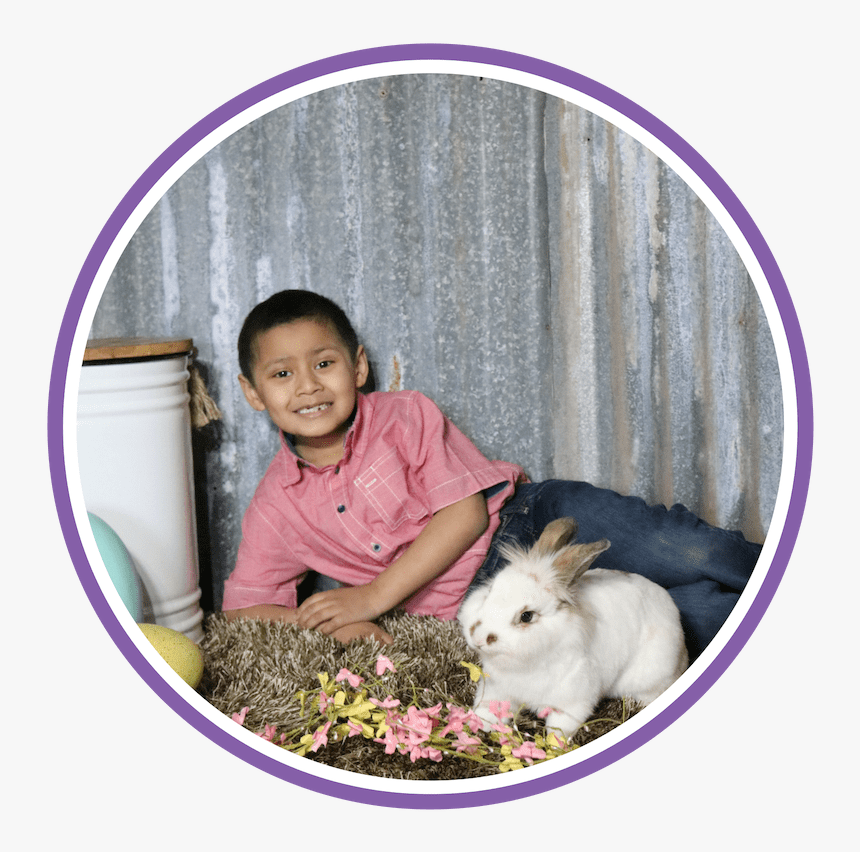 Angora Rabbit, HD Png Download , Transparent Png Image - PNGitem