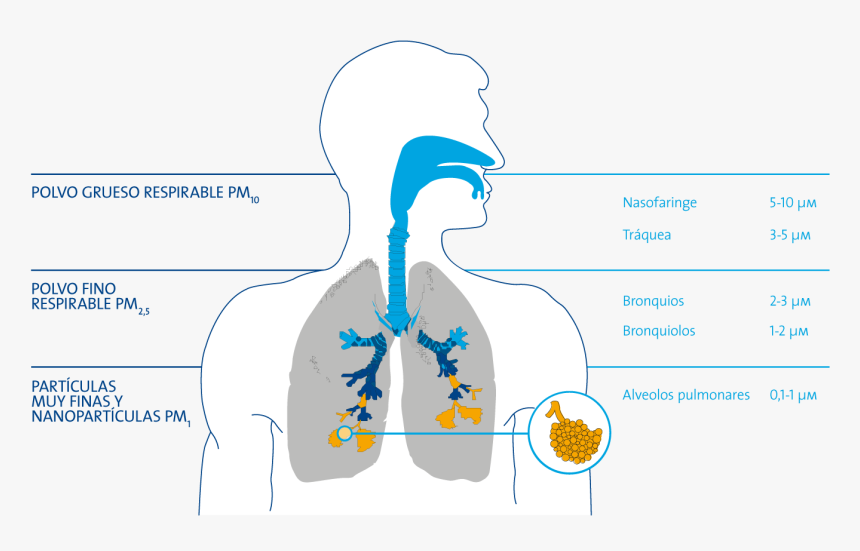 Particulate Matter Human Lungs, HD Png Download , Transparent Png Image ...