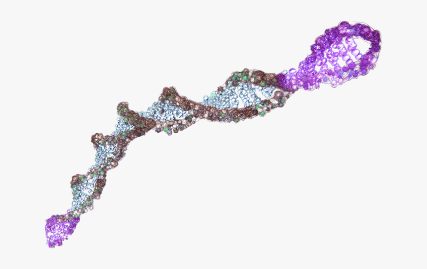 Msdna, HD Png Download , Transparent Png Image - PNGitem