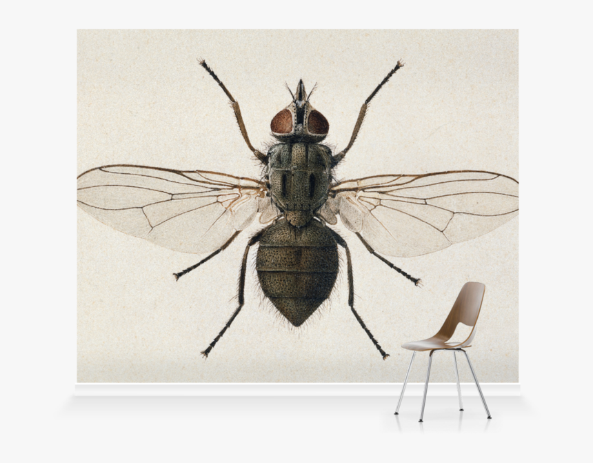 Mural, HD Png Download , Transparent Png Image - PNGitem