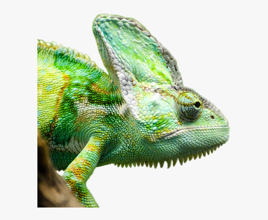 Chameleon Png, Transparent Png , Transparent Png Image - PNGitem