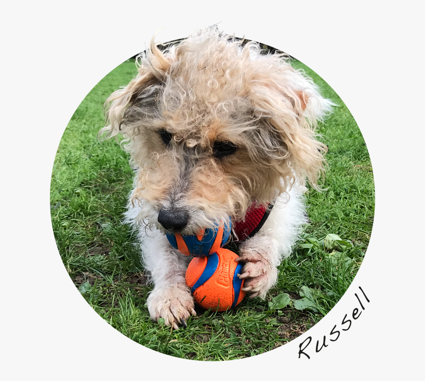 Russell, HD Png Download , Transparent Png Image - PNGitem