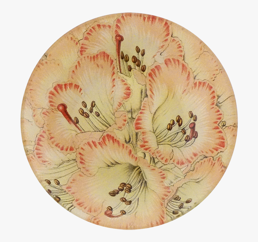 Poppy, HD Png Download , Transparent Png Image - PNGitem