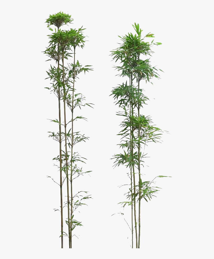 Transparent Background Bamboo Png, Png Download , Transparent Png Image ...