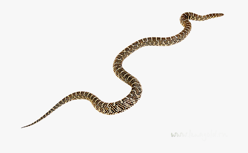 Transparent Viper Clipart - Snake, HD Png Download , Transparent Png ...