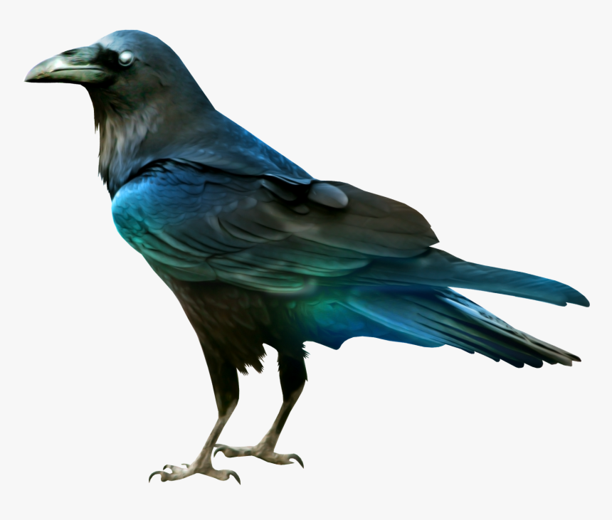 Raven Clipart, HD Png Download , Transparent Png Image - PNGitem