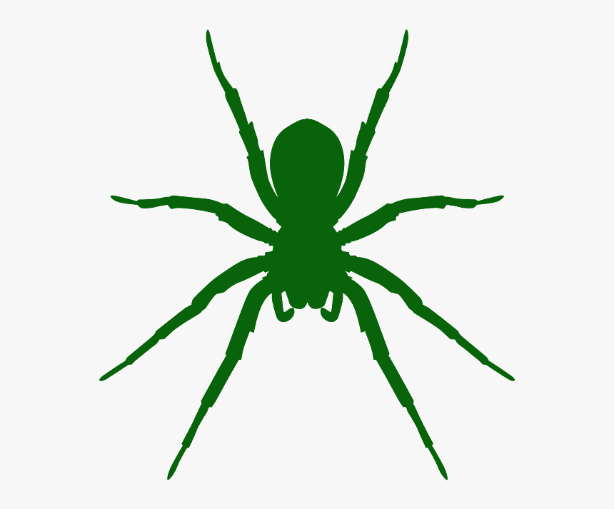 Realistic Spider, HD Png Download , Transparent Png Image - PNGitem