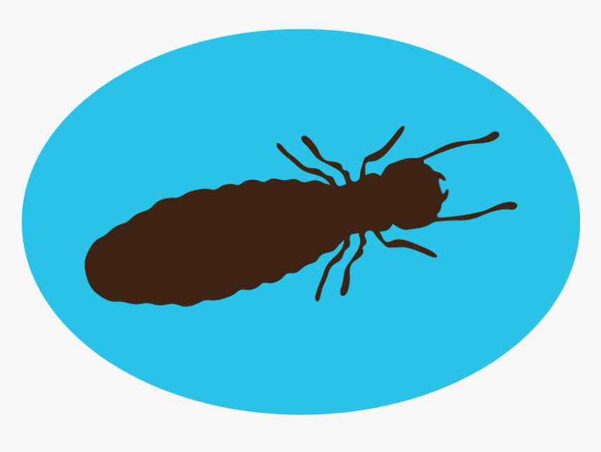 Springtail, HD Png Download , Transparent Png Image - PNGitem