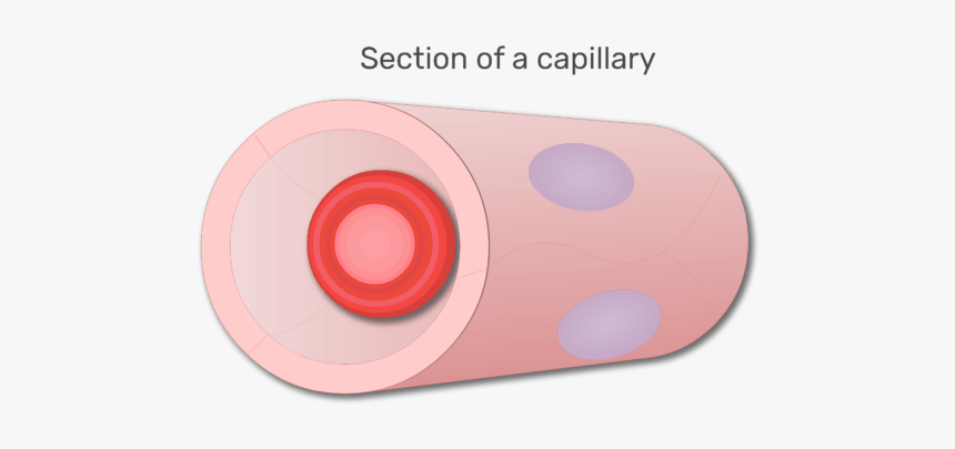 A Red Blood Cell In A Section Of Capillary Animation - Circle, HD Png ...